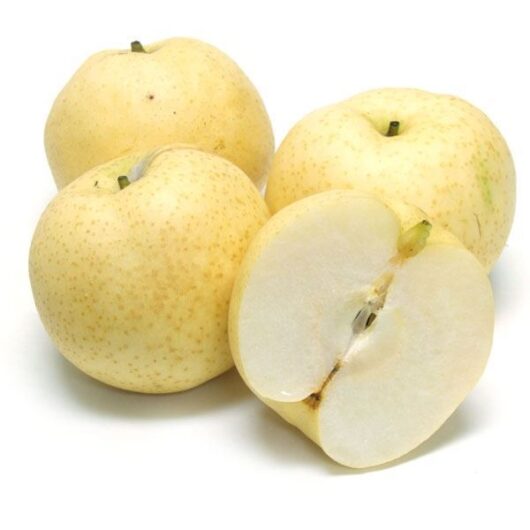 SINGO PEAR JUMBO WANGSHAN - OVEGI